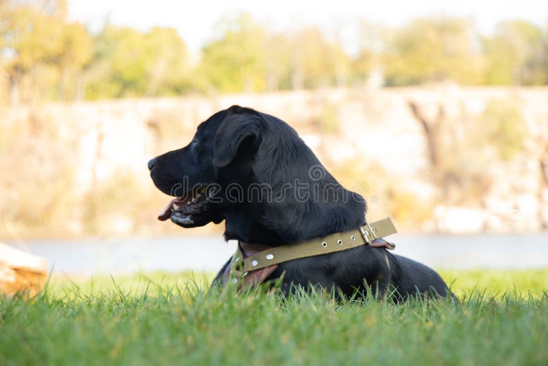 Adult Black Labrador in Parks for Walks in the Spring in Ukraine during ...