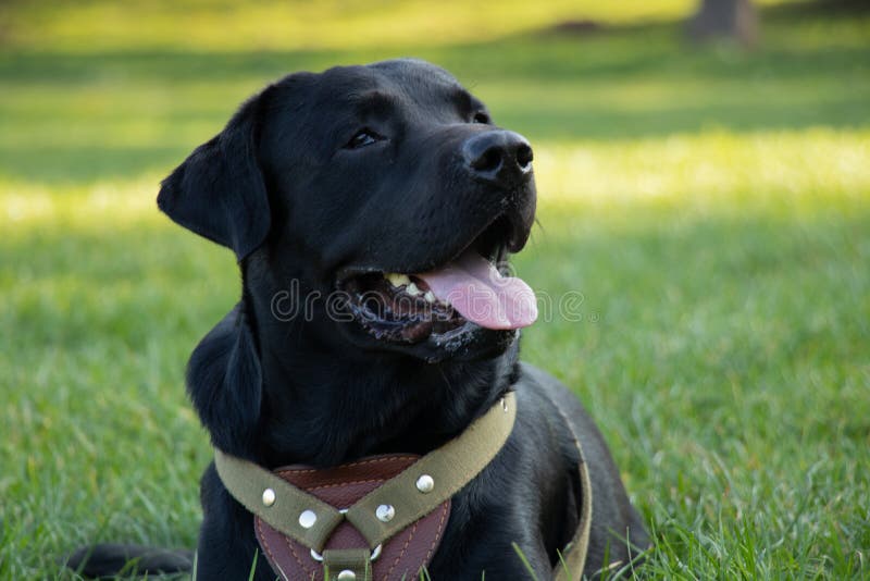 Adult Black Labrador in Parks for Walks in the Spring in Ukraine during ...