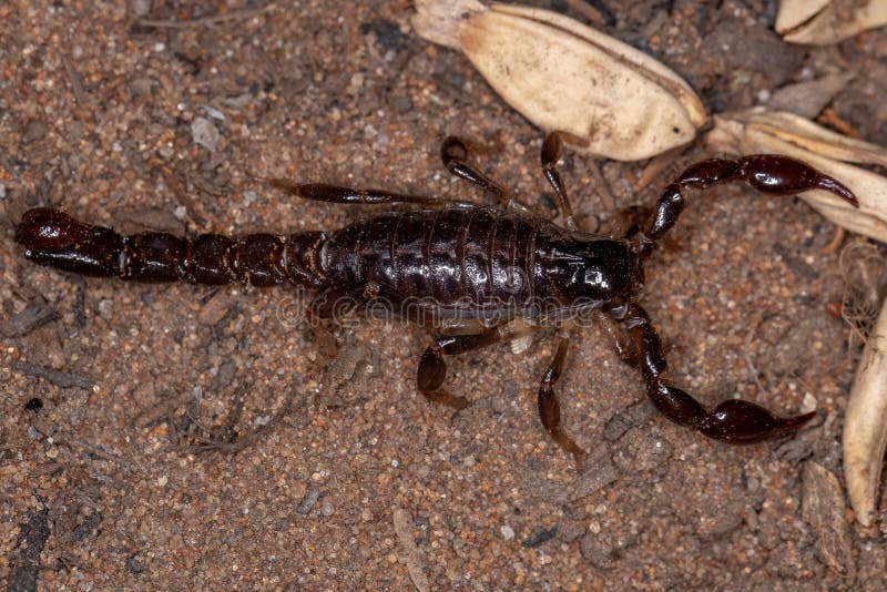 Genus Bothriurus Stock Photos - Free & Royalty-Free Stock Photos from ...