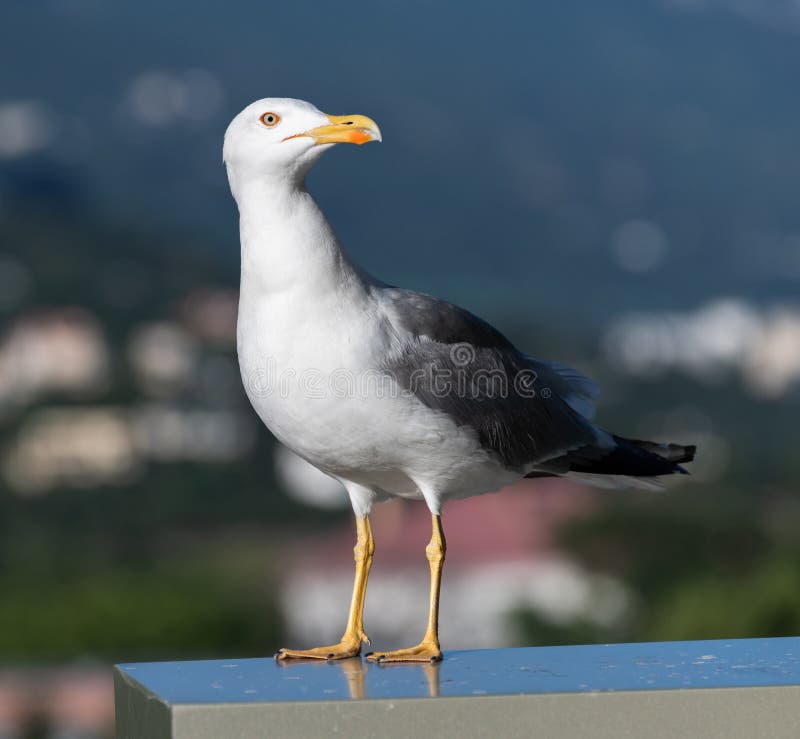 Adult Black and White Seagull in a Nature Stock Photo - Image of ...