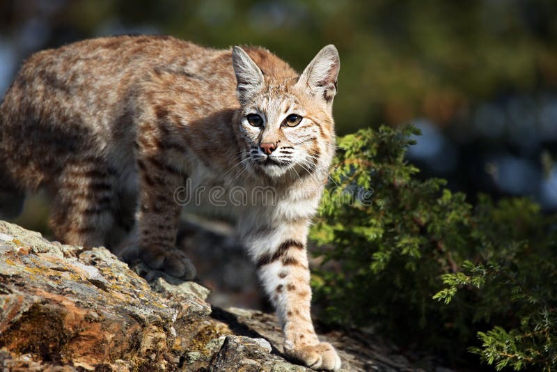 Adult Bobcat stock photo. Image of wildcat, wildlife - 11975882
