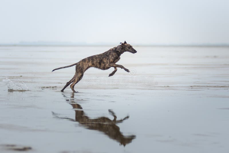 Sighthound Running at a Beach Stock Photo - Image of fast, brown: 166617084