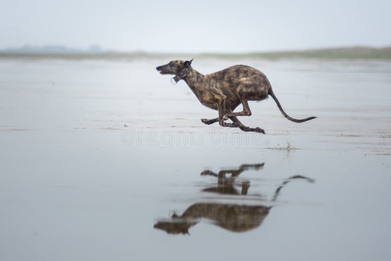 2,347 Sighthound Photos - Free & Royalty-Free Stock Photos from Dreamstime