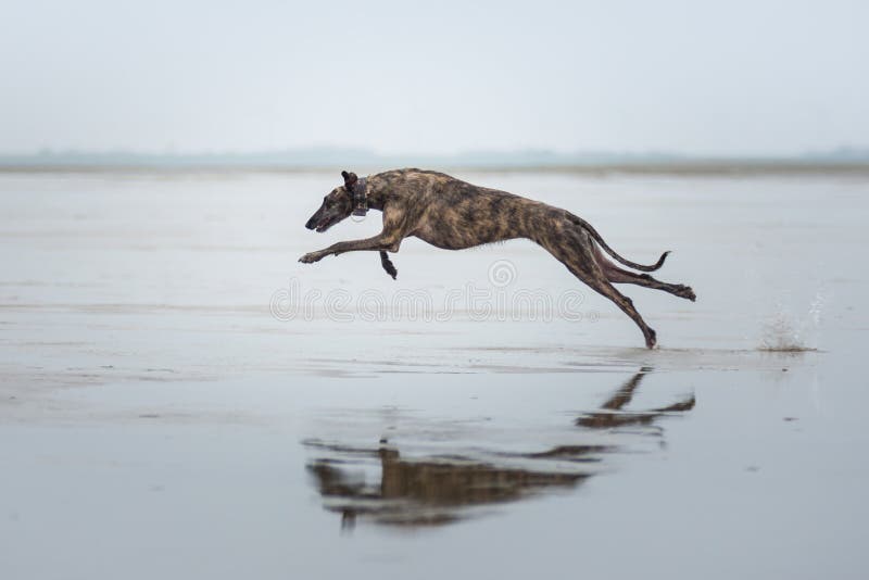 Sighthound Running at a Beach Stock Photo - Image of beach, shallow ...
