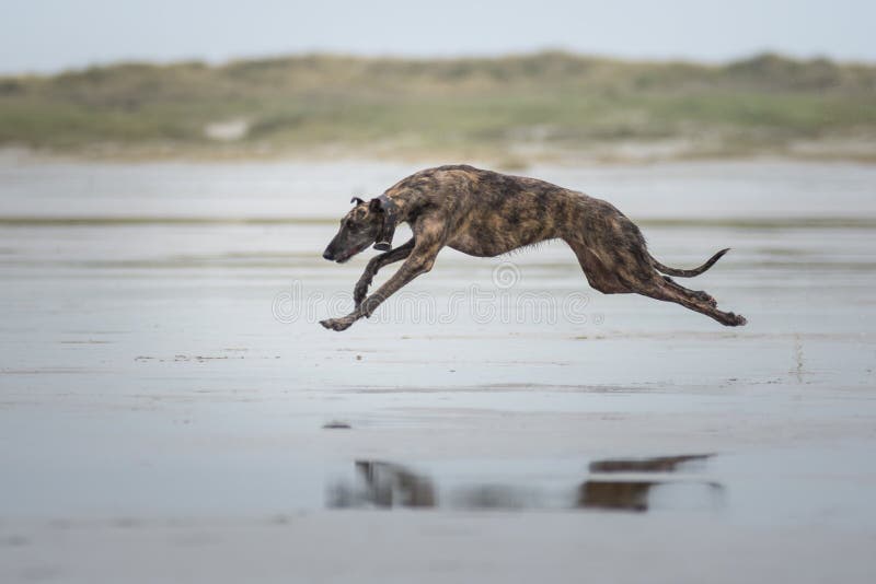 Sighthound Running at a Beach Stock Image - Image of holiday, brindle ...