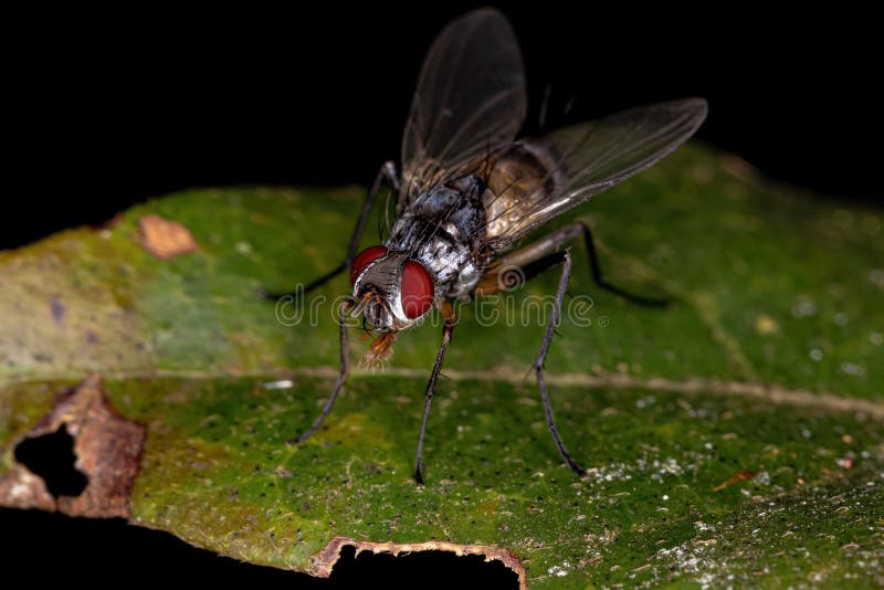 Adult Bristle Fly stock photo. Image of diptera, animal - 242014612