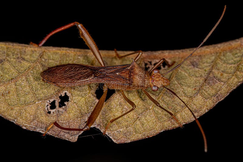 Adult Broad-headed Bug stock image. Image of arthropoda - 255482121