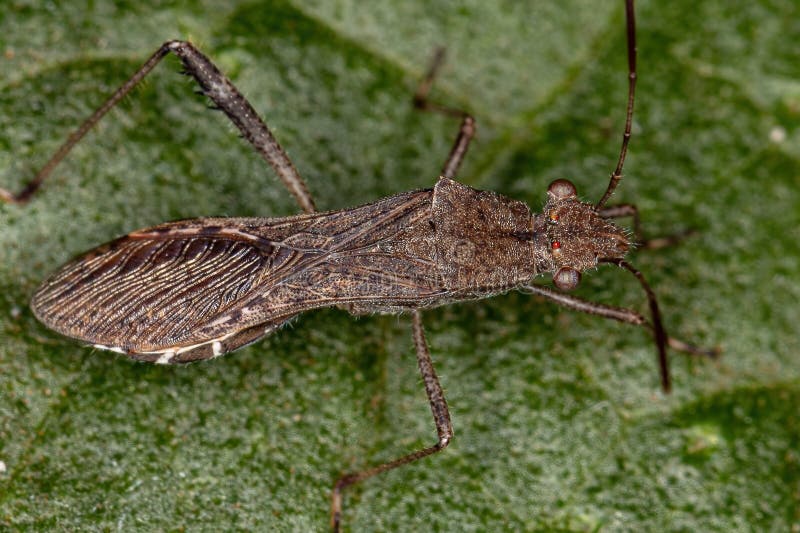 Adult Broad-headed Bug stock image. Image of leaf, zoology - 229868085