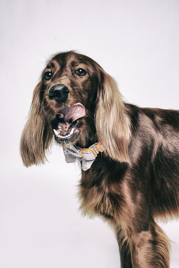 Adult Brown Irish Setter Picture. Image: 108798529