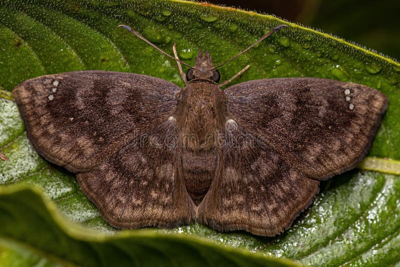 Adult Brown Moth stock photo. Image of checkeredskipper - 255477882