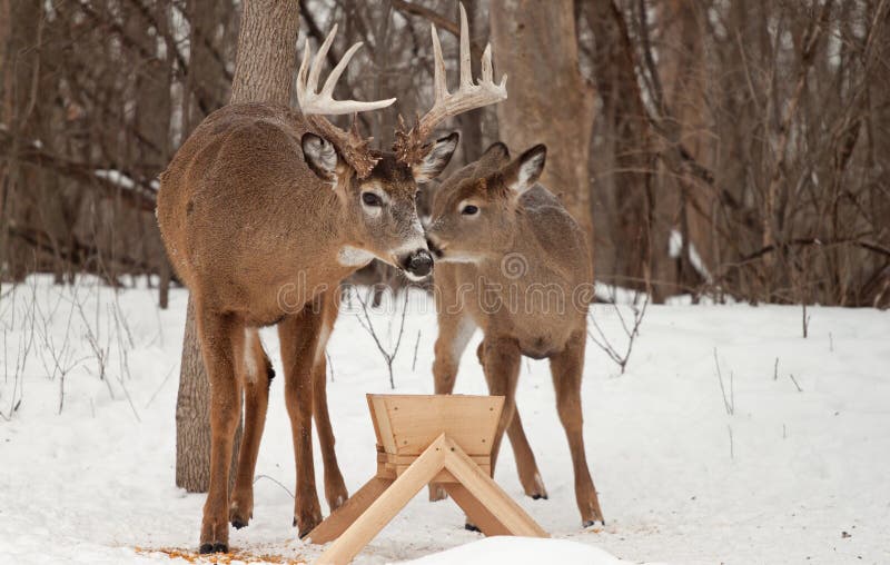 Adult Buck with Spring Buck Stock Image - Image of buck, rack: 18073667