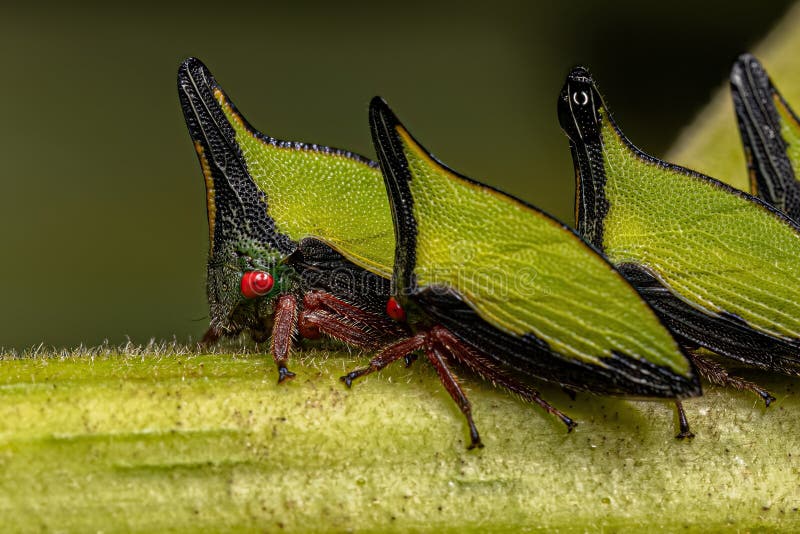 Adult Buffalo Treehopper stock image. Image of invertebrate - 264277135
