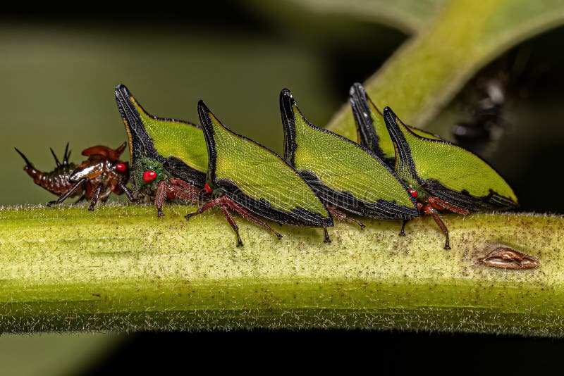 Adult Buffalo Treehopper stock photo. Image of wild - 264277142