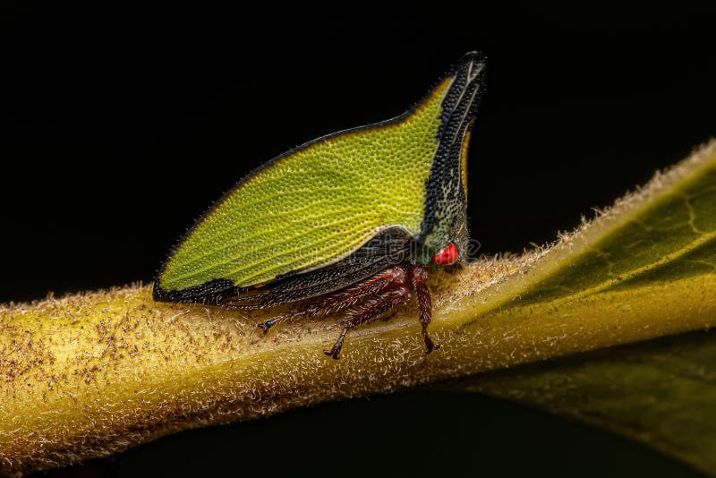 Adult Buffalo Treehopper stock photo. Image of nature - 264277152