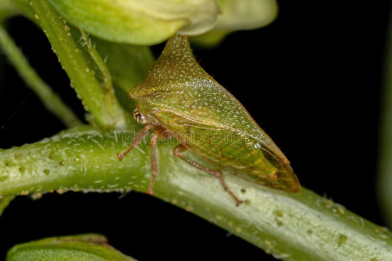 Adult Buffalo Treehopper stock photo. Image of fauna - 229868096
