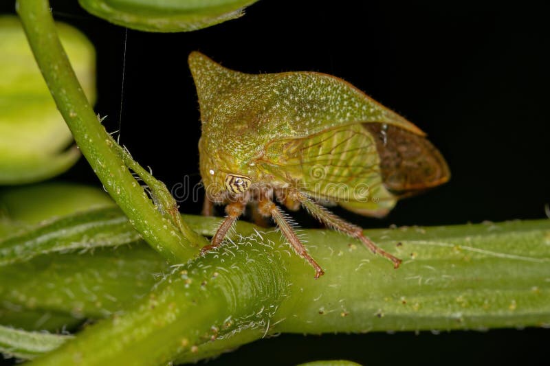 Adult Buffalo Treehopper stock photo. Image of entomology - 229868106