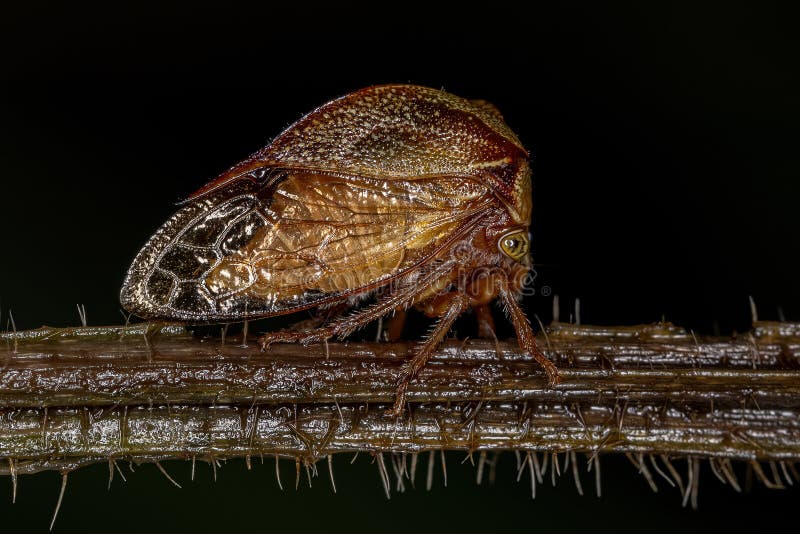 Adult Buffalo Treehopper stock photo. Image of hopper - 232803828