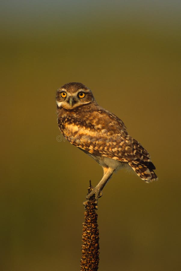 Adult Burrowing Owl stock photo. Image of predator, bird - 11982684