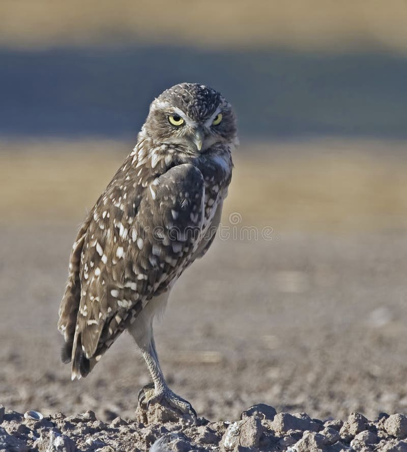 Adult Burrowing Owl, Athene Cunicularia Stock Photo - Image of orange ...