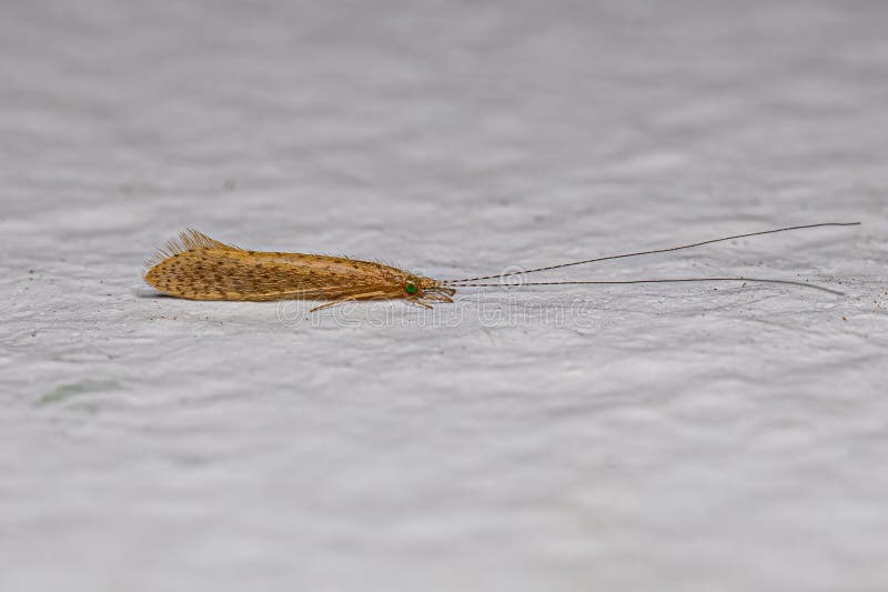 Adult Caddisfly Insect stock photo. Image of nature - 263480354