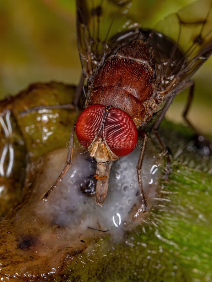 Adult Muscoid Fly stock photo. Image of coenosiinae - 263481862