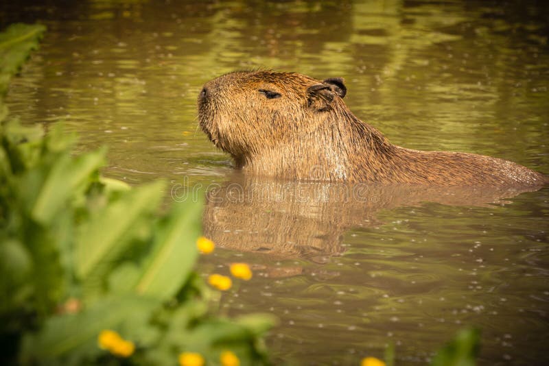 Adult Capybara Swimming in a River Stock Photo - Image of small, river ...