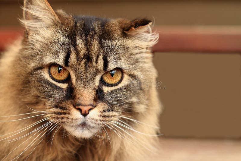 Adult Cat stock photo. Image of ears, domestic, whiskers - 25003848