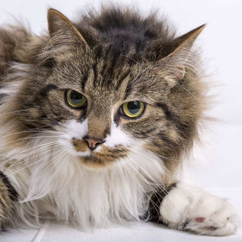 Adult Cat stock image. Image of portrait, cutout, stare - 39000287