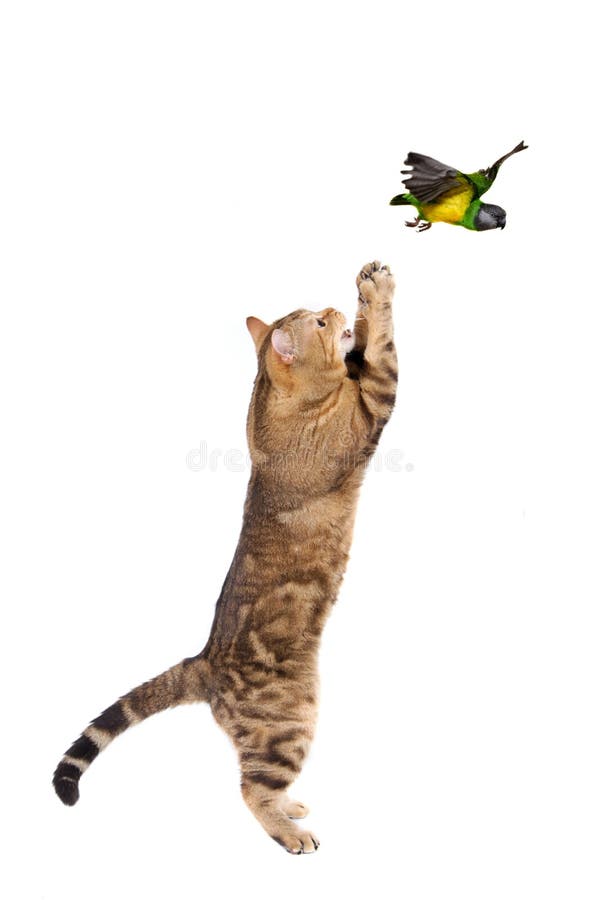 80+ Cat catching Free Stock Photos - StockFreeImages