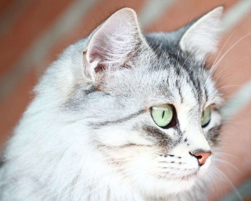Adult Cat, Silver Version of Siberian Cat Stock Image - Image of puppy ...