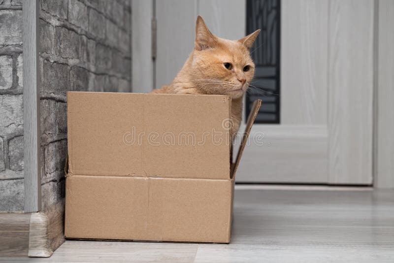 Adult Cat Sitting in a Cardboard Box. Stock Image - Image of wool ...