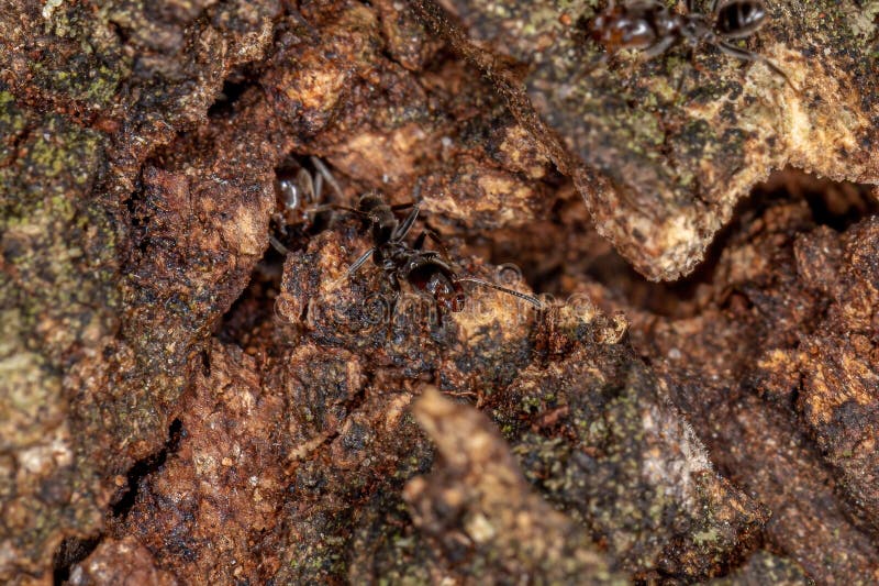 Adult Cecropia Ant stock image. Image of macro, invertebrate - 229868505