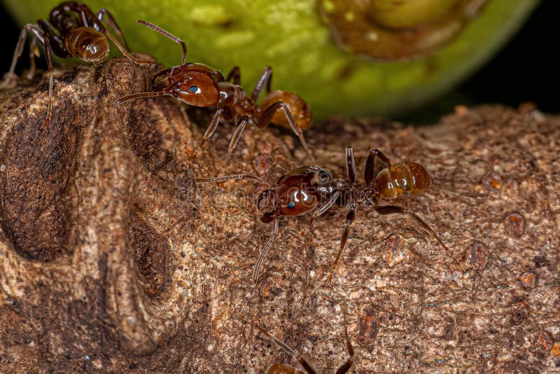 Azteca Ant Stock Photos - Free & Royalty-Free Stock Photos from Dreamstime