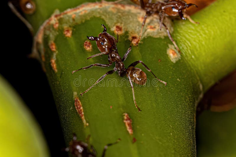 Adult Cecropia Ants stock image. Image of formicidae - 255480237