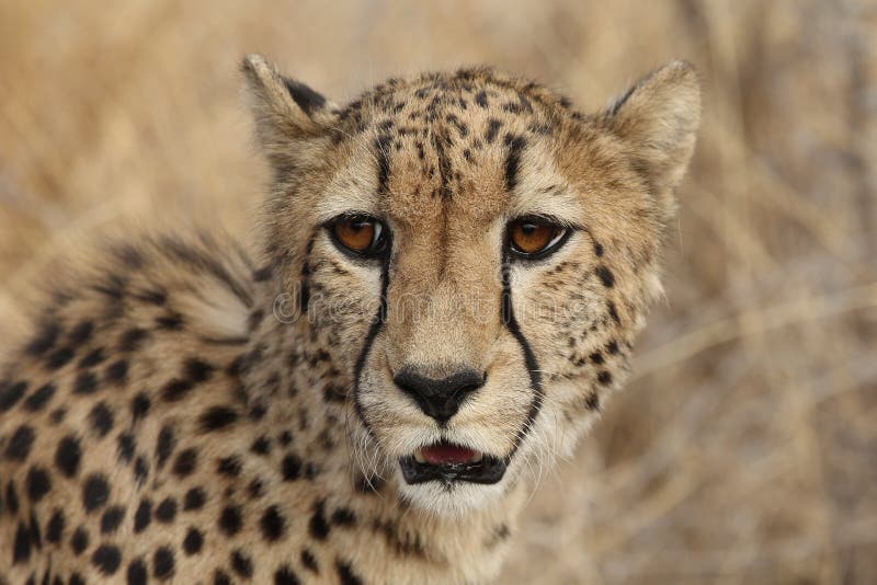 Adult Cheetah looking stock image. Image of fastest, feline - 27385757