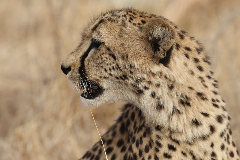 Adult Cheetah Looking To the Left Stock Image - Image of spotted ...