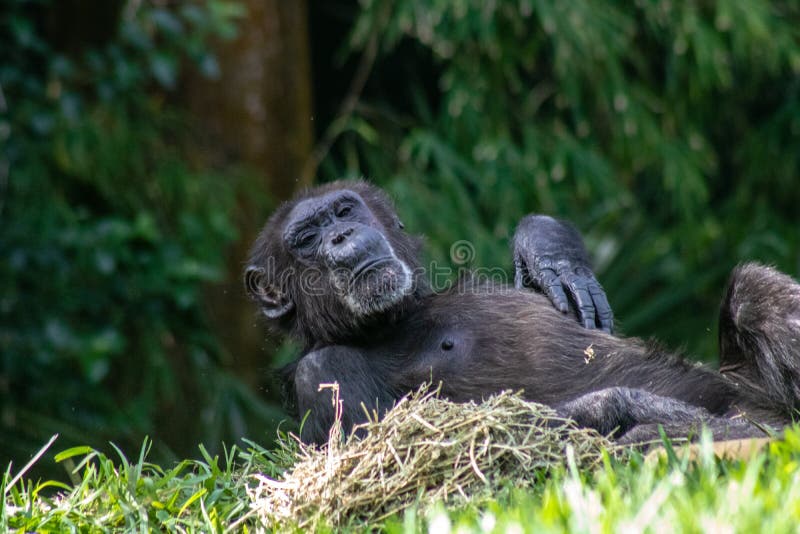 Adult chimpanzee stock image. Image of wildlife, primate - 134791491