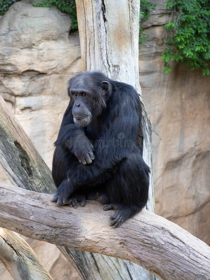 Adult Chimpanzee Sitting on the Trunk Stock Image - Image of chimp ...