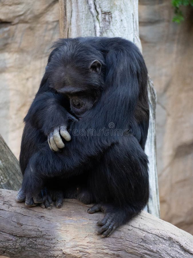 Adult Chimpanzee Sitting on the Trunk Stock Photo - Image of primate ...