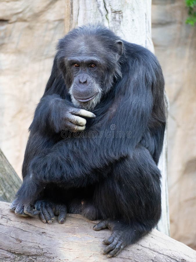 Adult Chimpanzee Sitting on Trunk Stock Image - Image of exotic ...