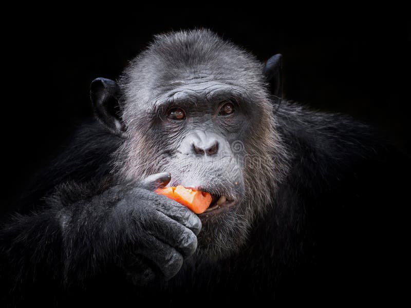 Chimpanzees eating fruit. stock image. Image of wildlife - 295774229