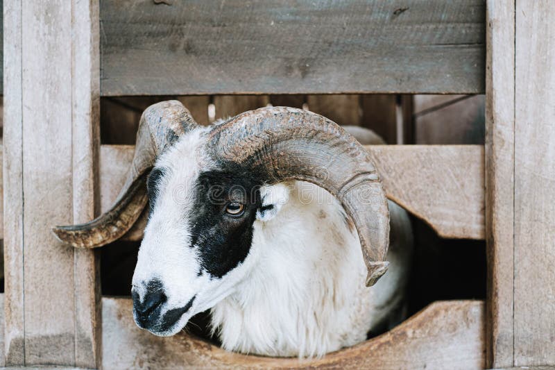 An Adult Chois Sheep Head Placed in a Barn Stock Photo - Image of ears ...