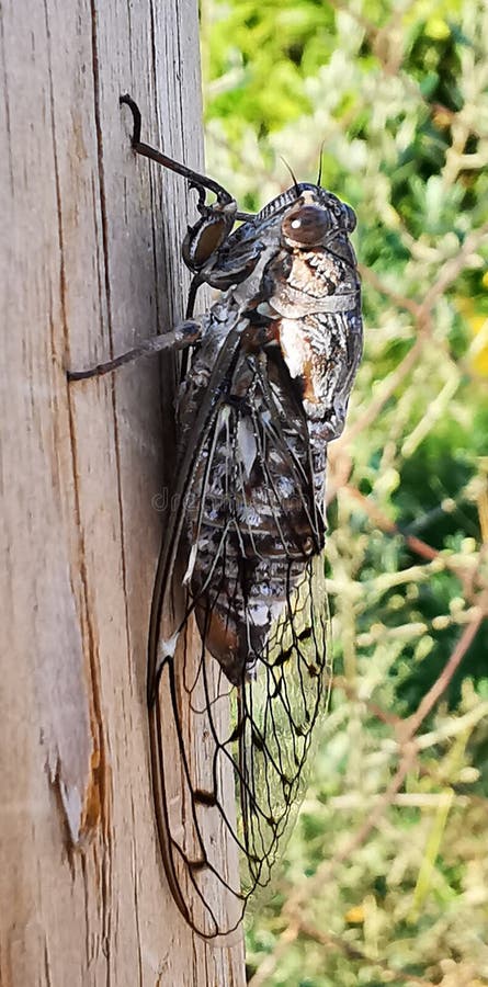 Adult Cicada, Cicada, Cicadas, Insects Stock Photo - Image of animal ...