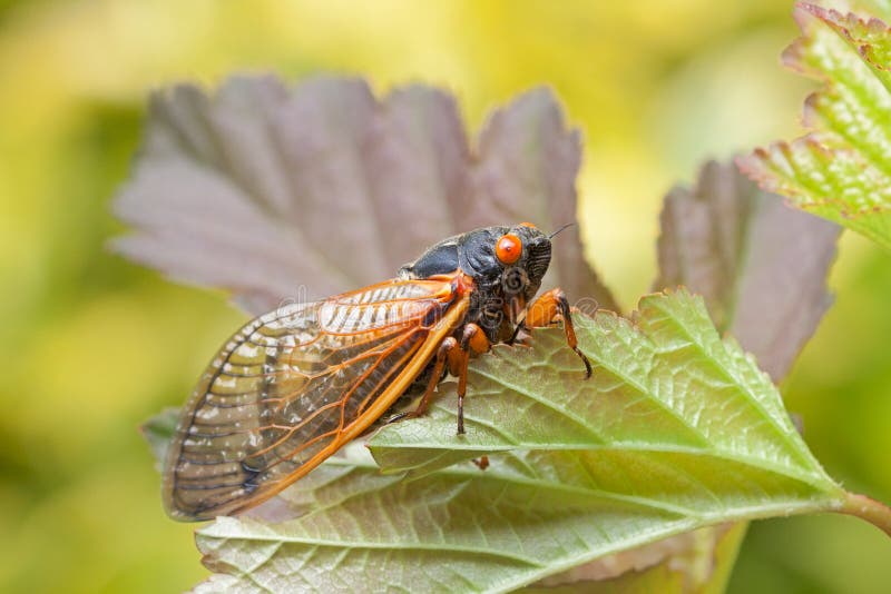Cicada on a leaf stock photo. Image of homoptera, sucking - 1109990