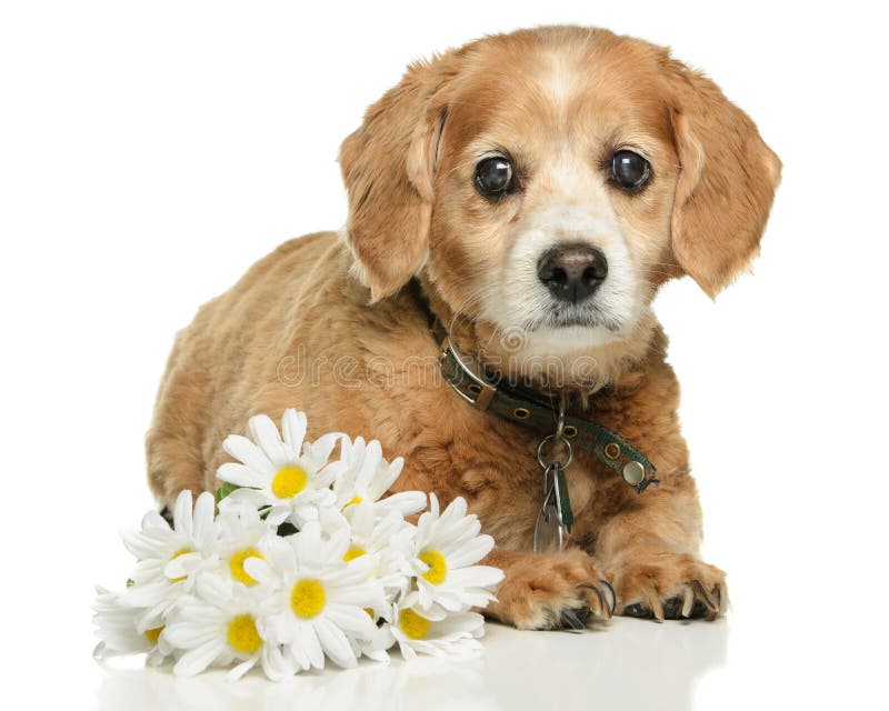 Adult Cockapoo Dog stock photo. Image of flowers, adult - 19708694