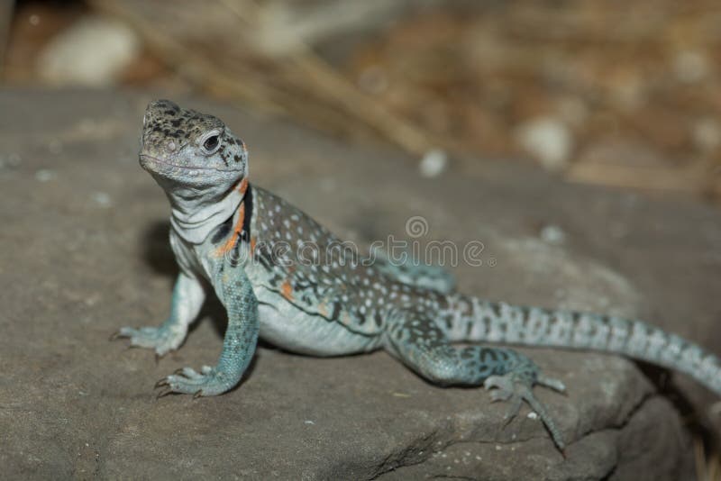 Collard lizard on rock stock photo. Image of lizard - 177748762