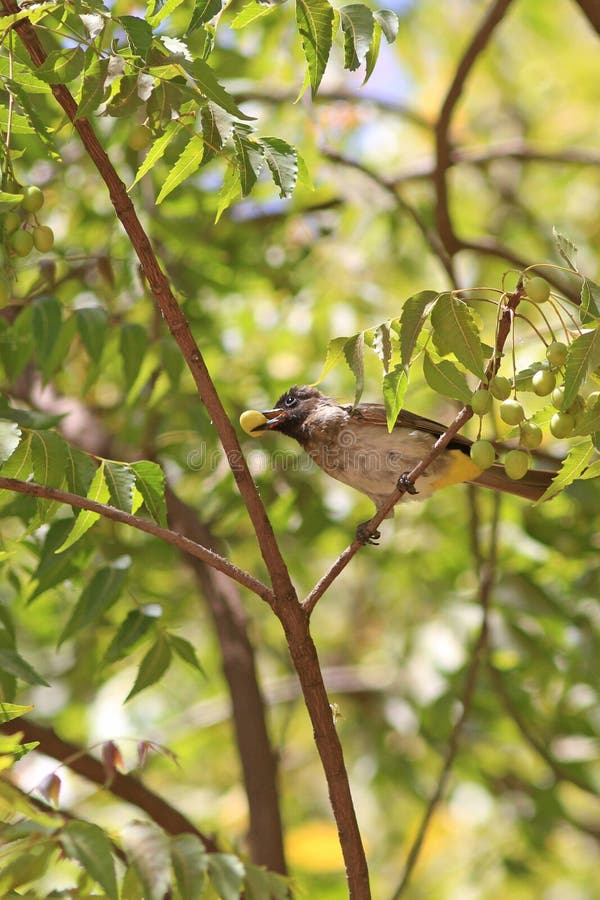 Common Bulbul Pycnonotus Barbatus Collecting Yellow Date Fruit from ...