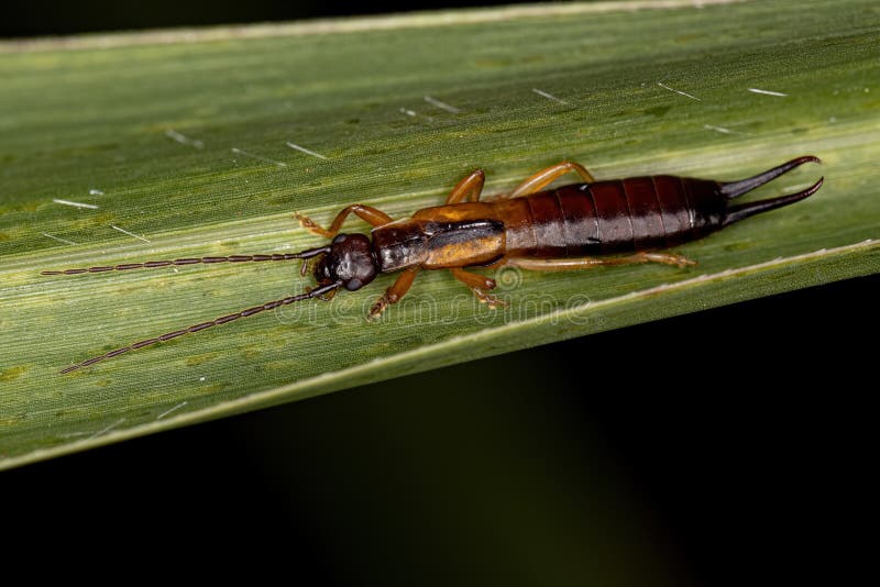 Adult Common Earwig stock image. Image of invertebrate - 242015061