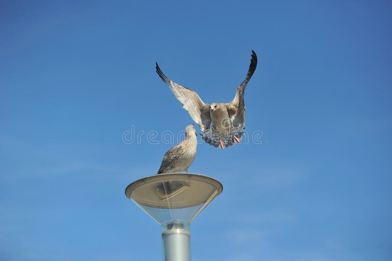 Adult Common Gulls Fly in Rome, One Gull Stands on a Lamp, the Second ...