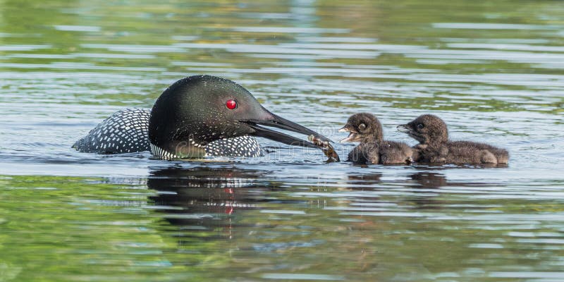 Adult Common Loon with Chicks Stock Photo - Image of nourish, feed ...